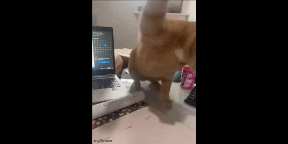 Tu devais jouer avec moi ! - Blagues et les meilleures images drôles!