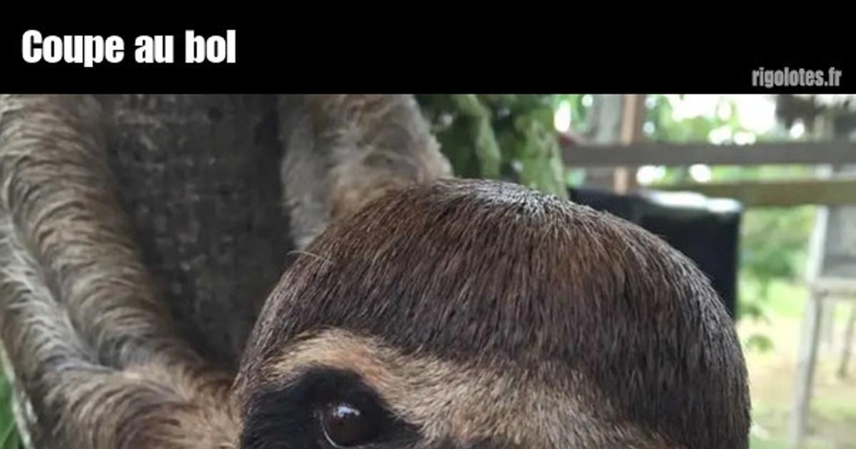 Coupe au bol - Blagues et les meilleures images drôles!