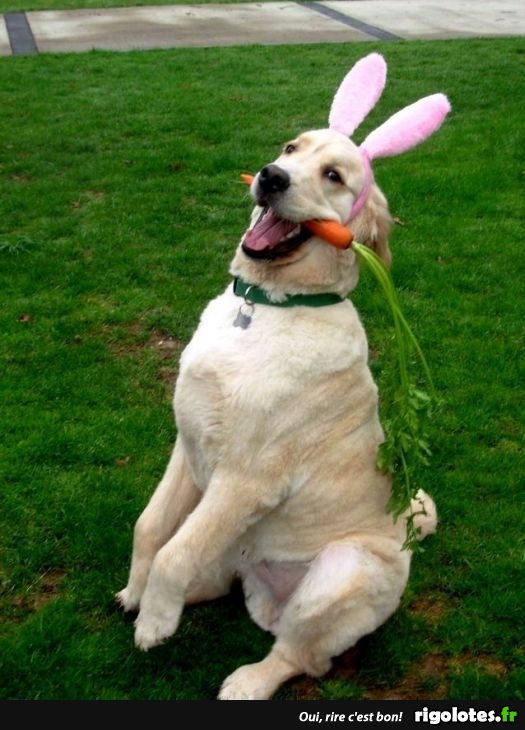lapin - Blagues et les meilleures images drôles!